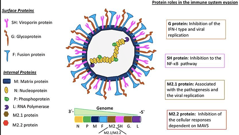 INFORMATIVO: HMPV – METAPNEUMOVIRUS HUMANO - Diario Farma